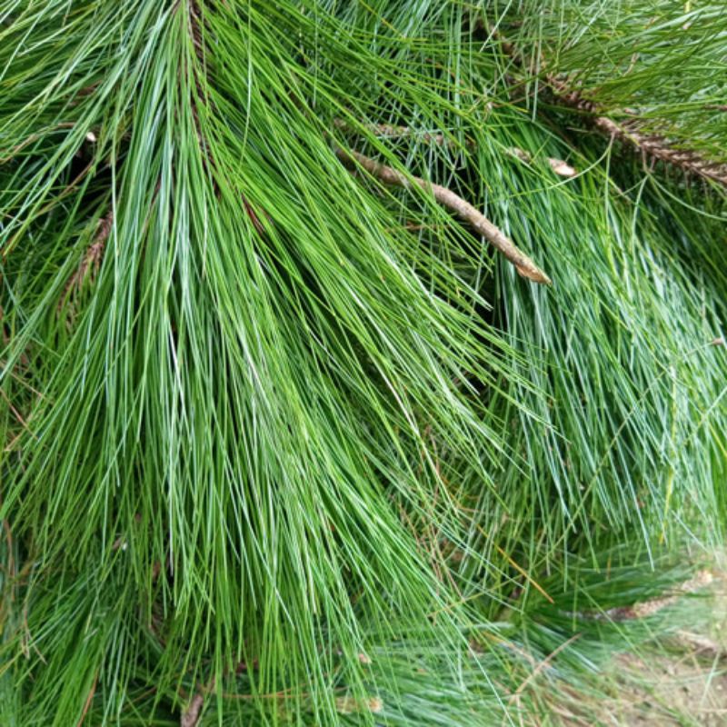 Jual Daun Pinus 1kg Daun Pinus Segar Pinus Hutan Asli | Shopee Indonesia