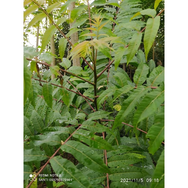 Jual daun surian asli segar per 1KG | Shopee Indonesia