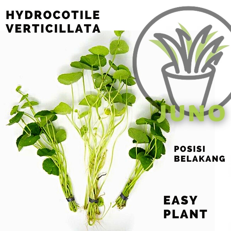 Jual Hydrocotyle Verticilata - Tanaman Aquascape Aquarium -Tanaman ...