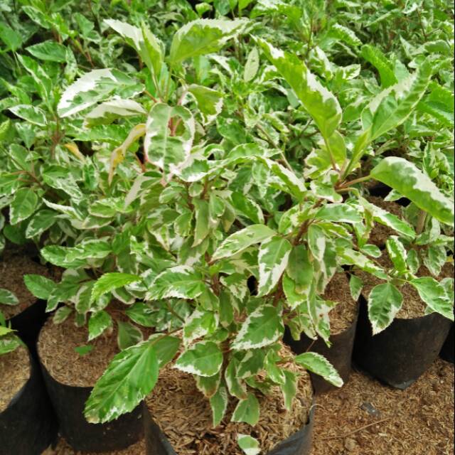 Jual Pohon Bunga Sepatu variegata | Shopee Indonesia