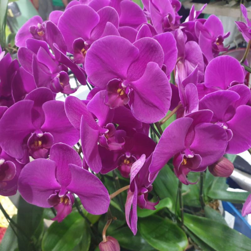 Jual ANGGREK BULAN PREMIUM FRESH FLOWER GADING SERPONG TANGERANG ...