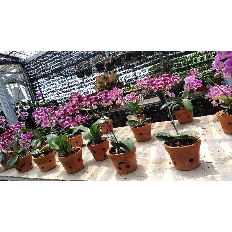 Jual TANAMAN HIAN ANGGREK BULAN MINI ( FREE POT ) | Shopee Indonesia