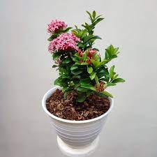 Jual Tanaman Hias Hidup Bunga Asoka Jepang - Tanaman Saraca Indica ...