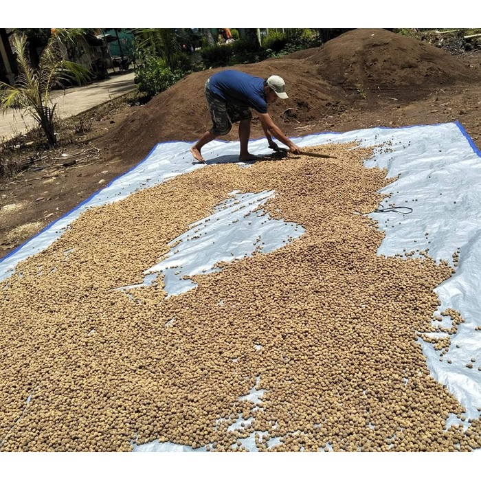 Jual 5 Kg Benih Biji Pohon Jati Mas Super Unggul | Shopee Indonesia