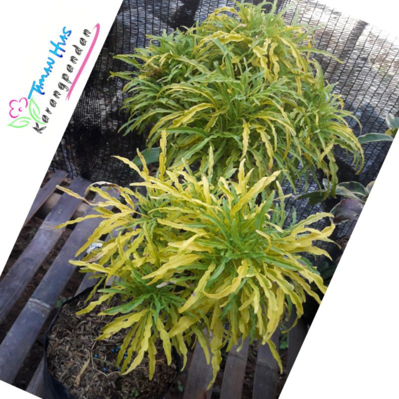 Jual Brukuli Brokoli Kuning Besar Tinggi 40 cm (Tanaman Hias) | Shopee ...