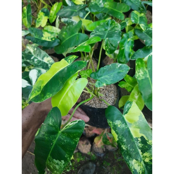 Jual Tanaman Hias Philodendron Borlemax Variegata/ philo borlemax ...