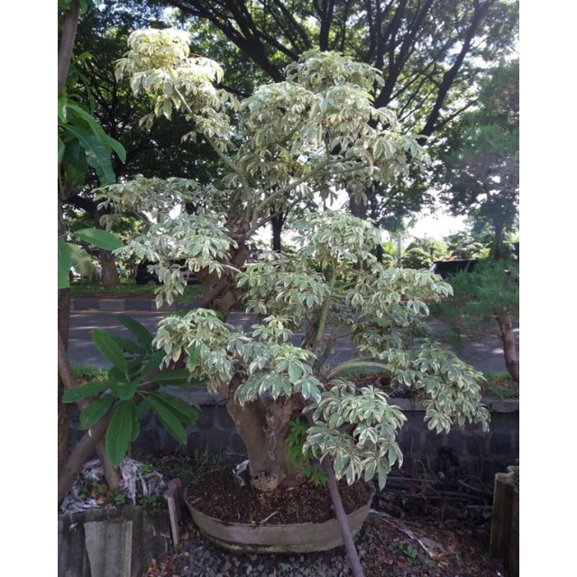 Jual Bibit Randu putih variegata | Shopee Indonesia