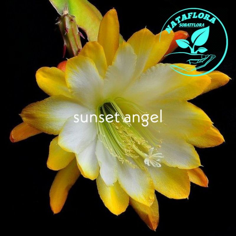 Jual PROMO!!TANAMAN HIAS WIJAYA KUSUMA SUNSET ANGEL | Shopee Indonesia