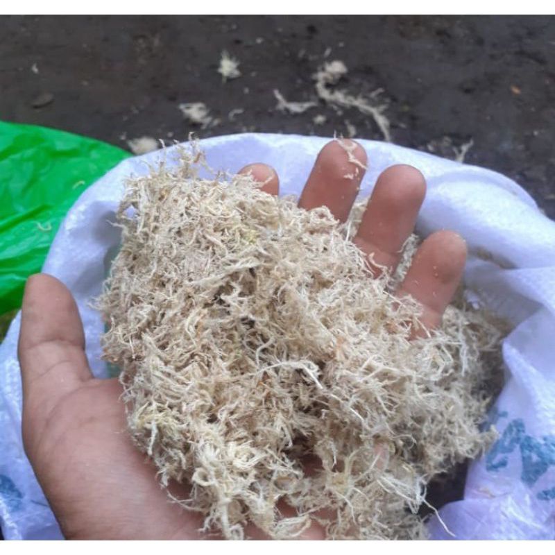 Jual Media Tanam Spagnum Moss Putih | Shopee Indonesia