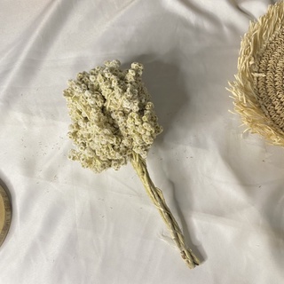 Jual BUNGA EDELWEIS / BROMO / ABADI NATURAL | KADO HADIAH UNTUK BESTIE ...