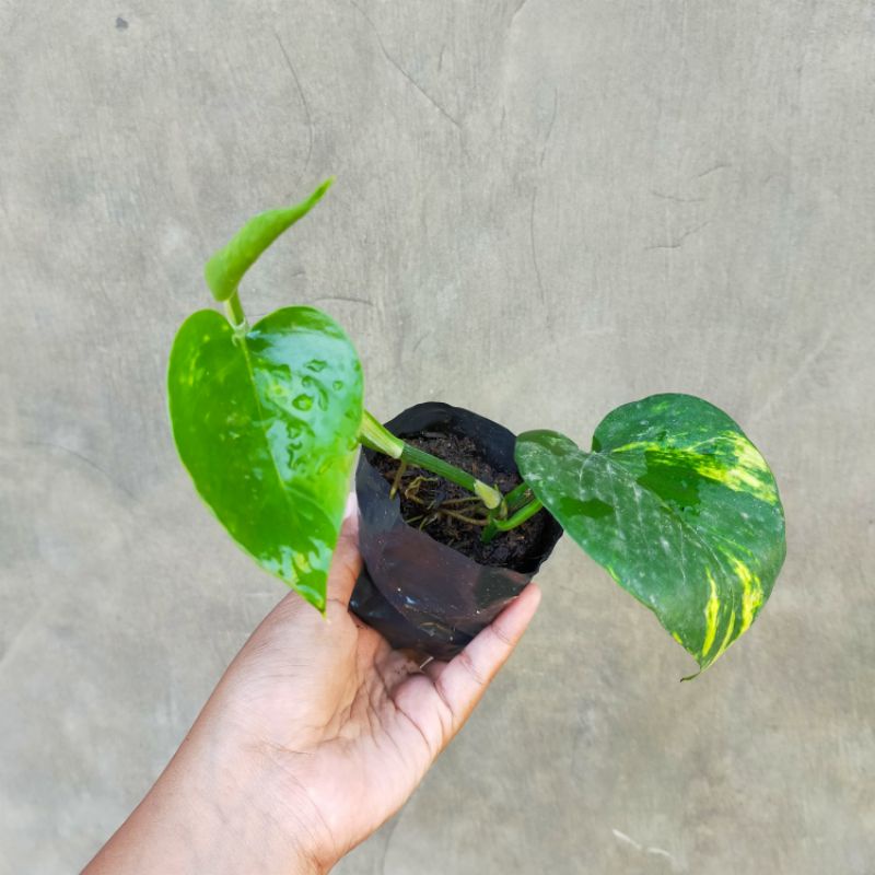 Jual Tanaman Hias Sirih Gading Belanda | Sirih Varigata | Variegata ...