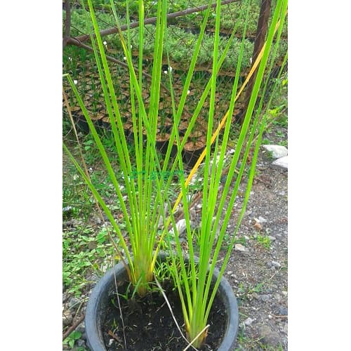 Jual Tanaman Lidi Air / Typha Angustifolia | Shopee Indonesia