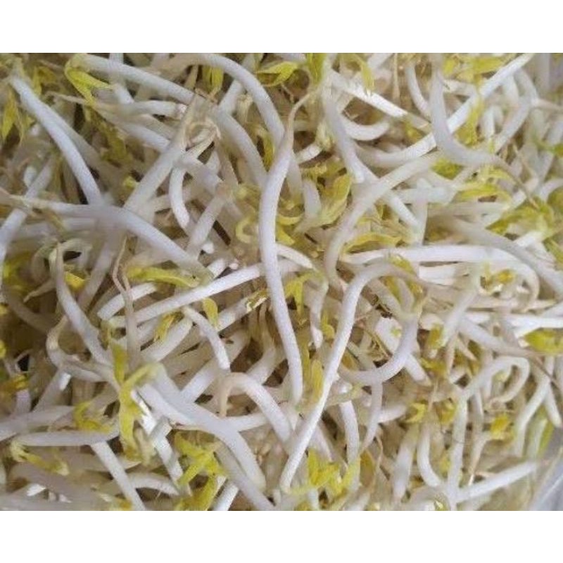 Jual TOGE PER 250 GR SAYUR SEGAR PALEMBANG | Shopee Indonesia