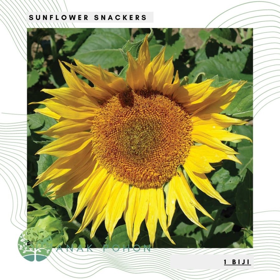 Jual Benih Bibit Biji - Sunflower Snackers Bunga Matahari Jumbo ...
