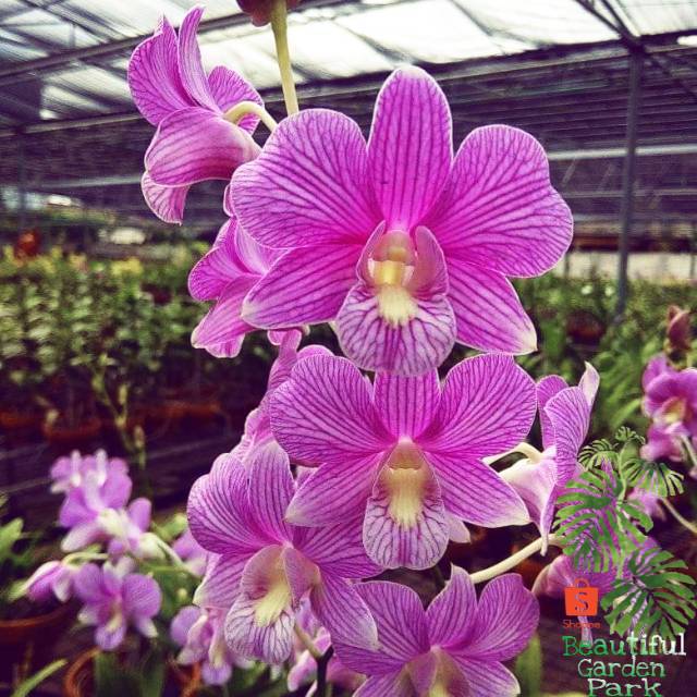 Jual Tanaman anggrek dendrobium arindang x pink strip | Shopee Indonesia