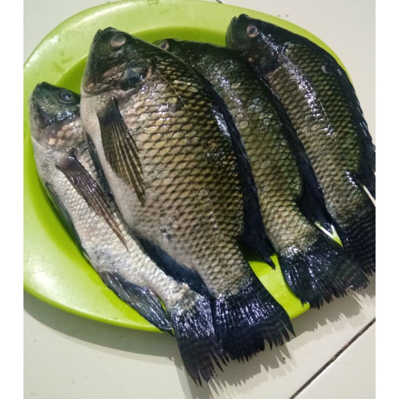 Jual IKAN MUJAIR/NILA HITAM SEGAR 1KG | Shopee Indonesia