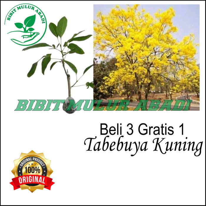 Jual tanaman pohon tabebuya bunga kuning tinggi 1 meter | Shopee Indonesia