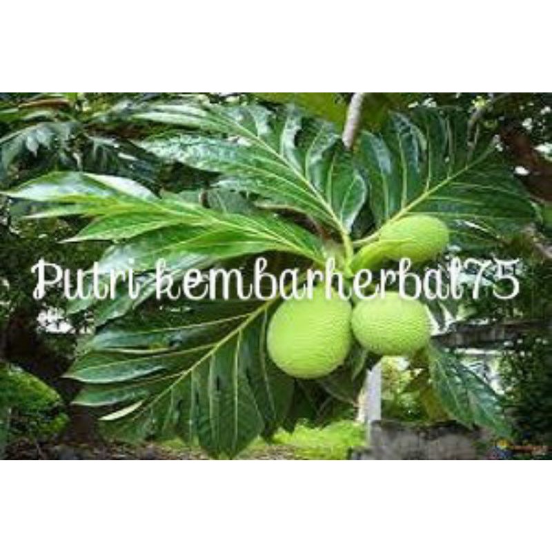 Jual daun kluwih 500gr | Shopee Indonesia