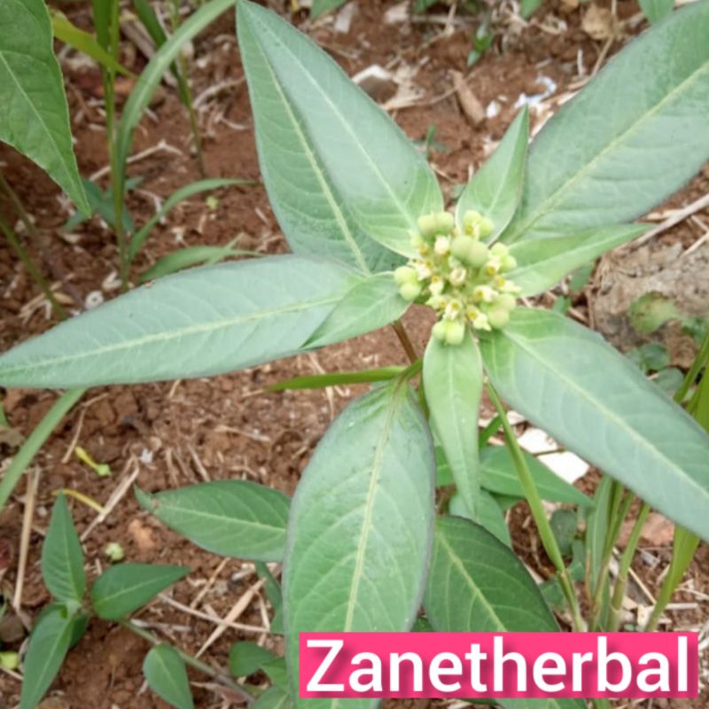 Jual daun kate mas atou daun sena per 500 grm | Shopee Indonesia