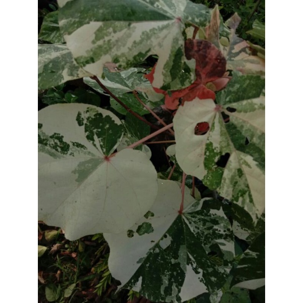 Jual tanaman bunga waru variegata | Shopee Indonesia