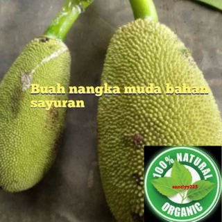 Jual Buah Nangka Terlengkap & Harga Terbaru Juni 2024 | Shopee Indonesia