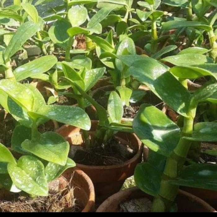 Jual Anggrek Dendrobium Red Bull | Shopee Indonesia