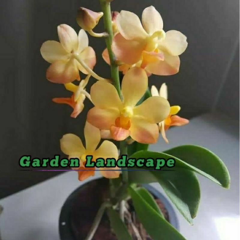 Jual PROMO!! Tanaman Hias Anggrek dendrobium Bunga Kuning Dewasa ...