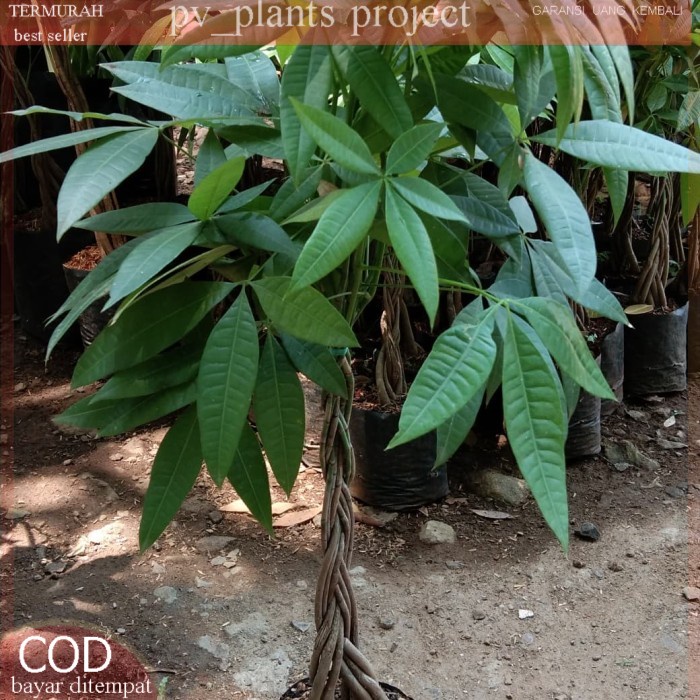 Jual pohon pachira / pohon pacira kepang 9/ tanaman indoor | Shopee ...