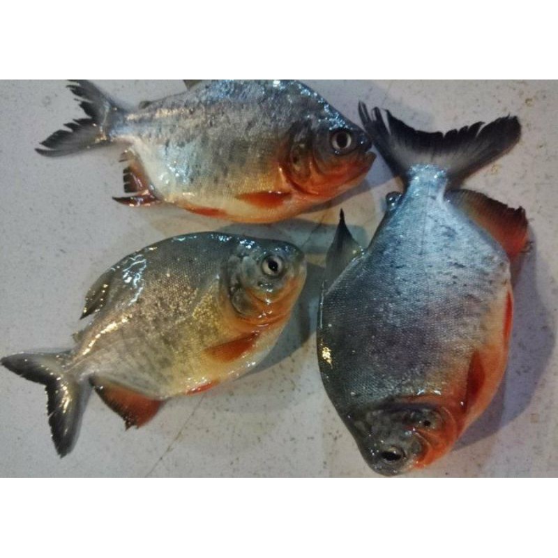 Jual Ikan BAWAL TAWAR (MERAH) | Shopee Indonesia