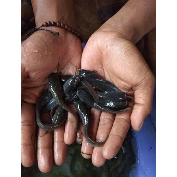 Jual Benih lele Sangkuriang & mutiara 7-8cm | Shopee Indonesia