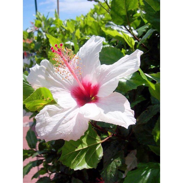 Jual Tanaman hias hidup kembang sepatu white - hiasan taman bunga hidup ...