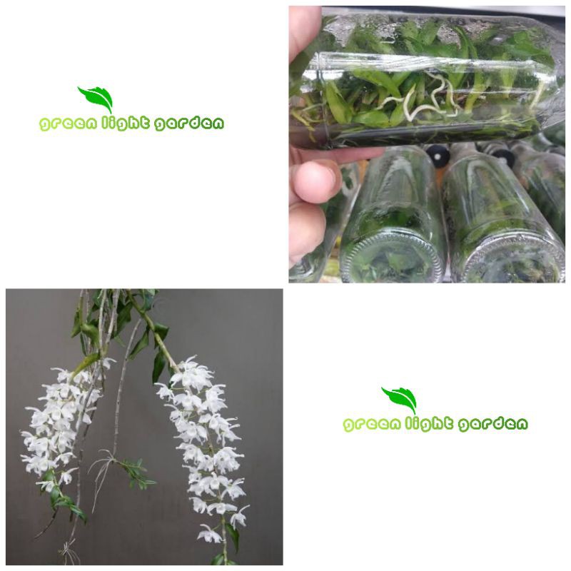 Jual Bibit Bunga Anggrek Dendrobium Anosmum Alba | Shopee Indonesia