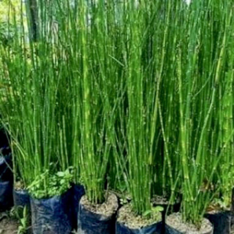 Jual Tanaman Hias Bambu Air Tanaman Air | Shopee Indonesia