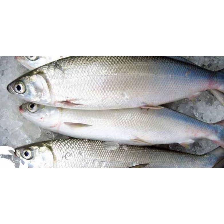Jual ikan bandeng segar fresh ikan segar | Shopee Indonesia