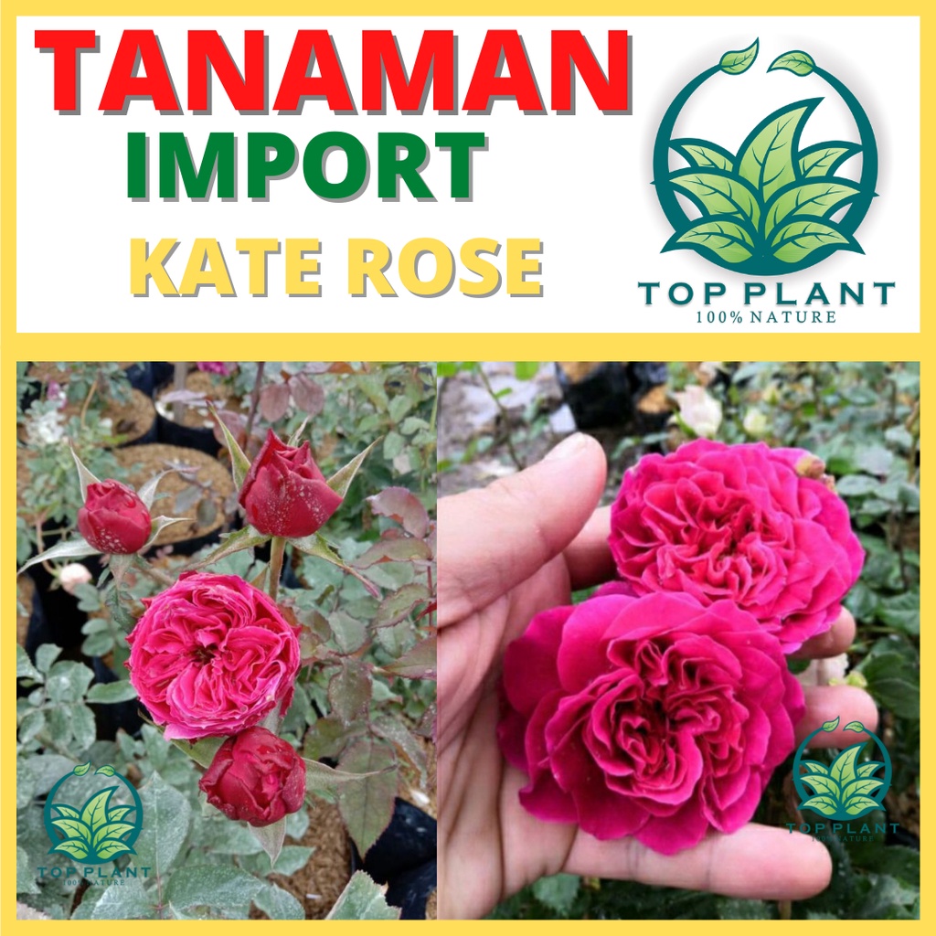 Jual Top Bunga Mawar (rosa sp) Premium Import David Austin KATE ROSE ...