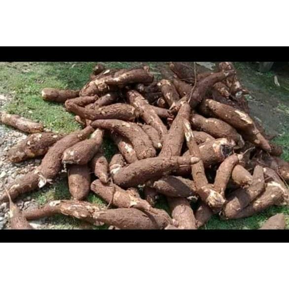 Jual Singkong/ketela pohon Mempur/Per KG | Shopee Indonesia