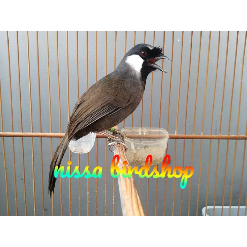 Jual poksay/poksai HongKong gacoran | Shopee Indonesia