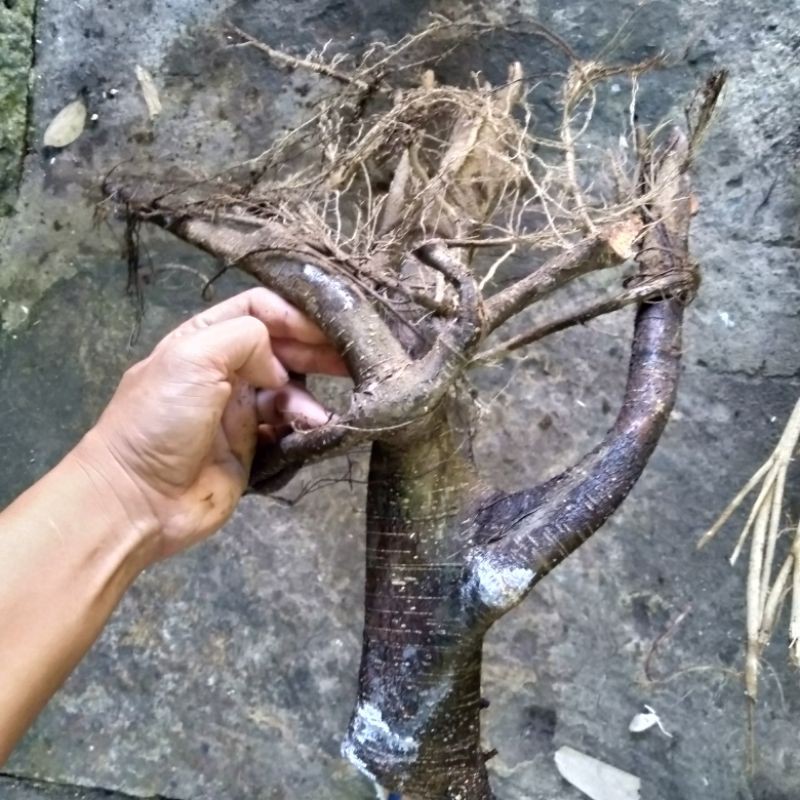 Jual Ranting aquascape | ranting kayu aquascape | pohon hiasan aquarium ...