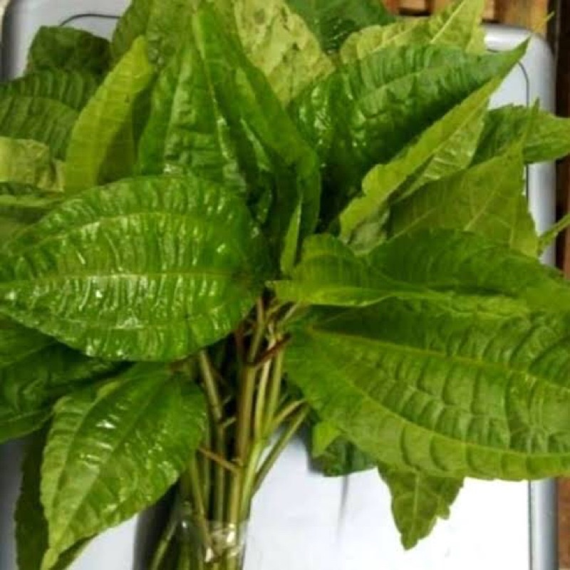 Jual Daun Pohpohan atau Lalapan | Shopee Indonesia