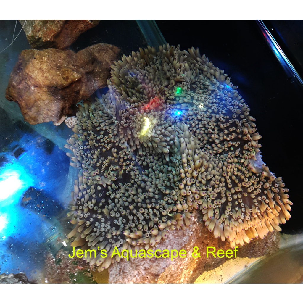 Jual Anemon Susu (Sebae Anemone) | Shopee Indonesia