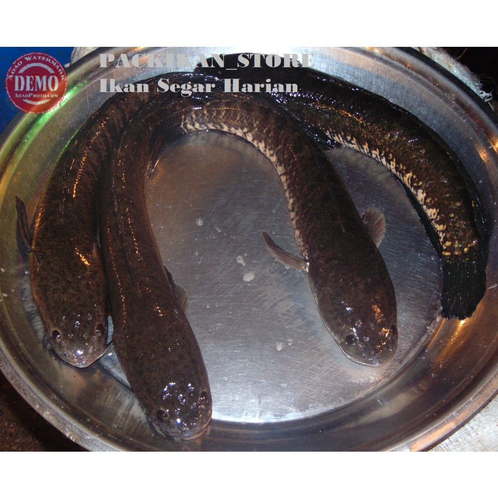 Jual Ikan Gabus Hidup Live 1Kg Ikan Air Tawar Segar | Shopee Indonesia