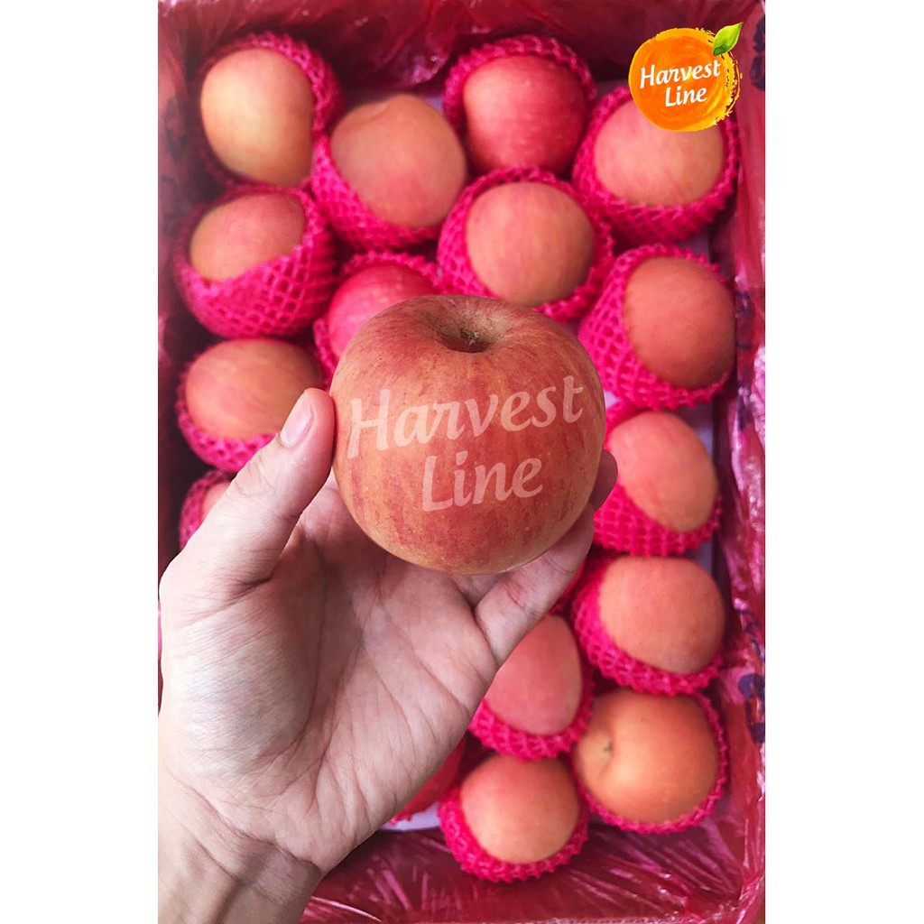Jual BUAH APEL FUJI IMPORT IMPOR [HARVEST LINE] | Shopee Indonesia