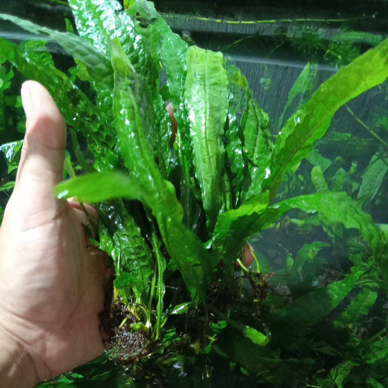 Jual Java fern kadaka microsorum petropus tanaman air(size XL)beli 3 ...
