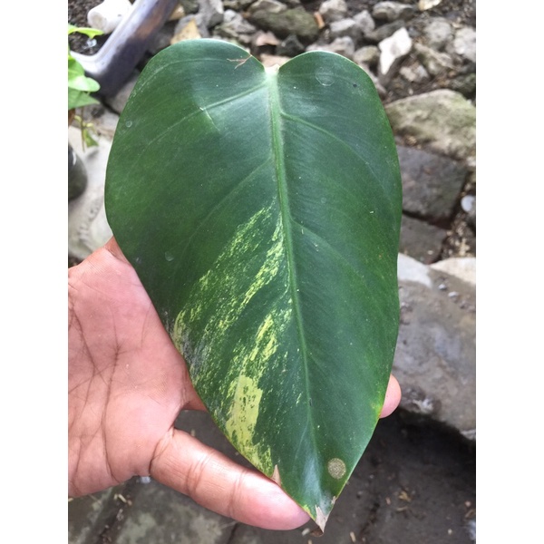 Jual Marmorata (Monstera varigata kuning) ( nego kakak ) | Shopee Indonesia