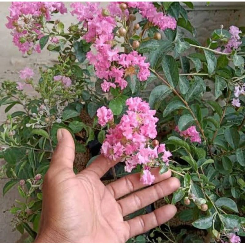 Jual Bunga Sakura Lokal Pink Kecil | Shopee Indonesia