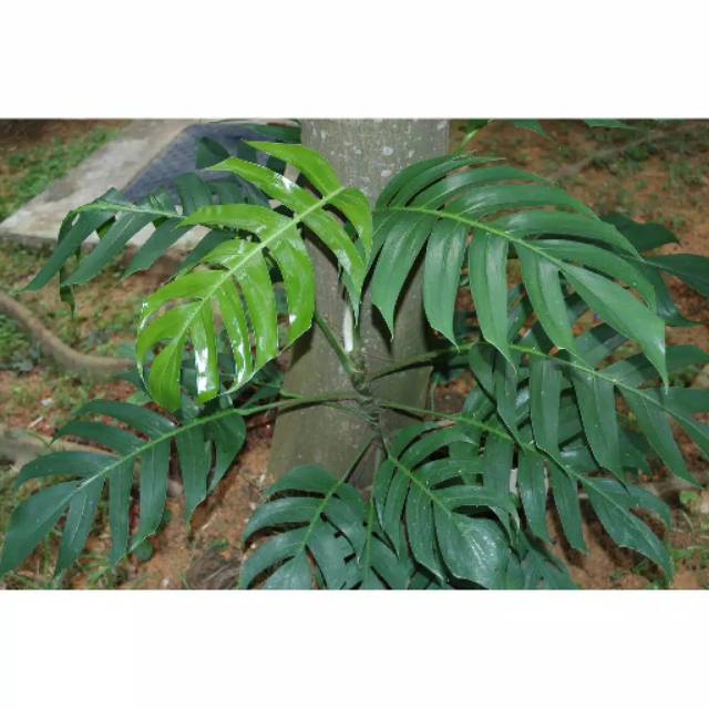 Jual Daun ekor naga/Epipremnum pinnatum | Shopee Indonesia