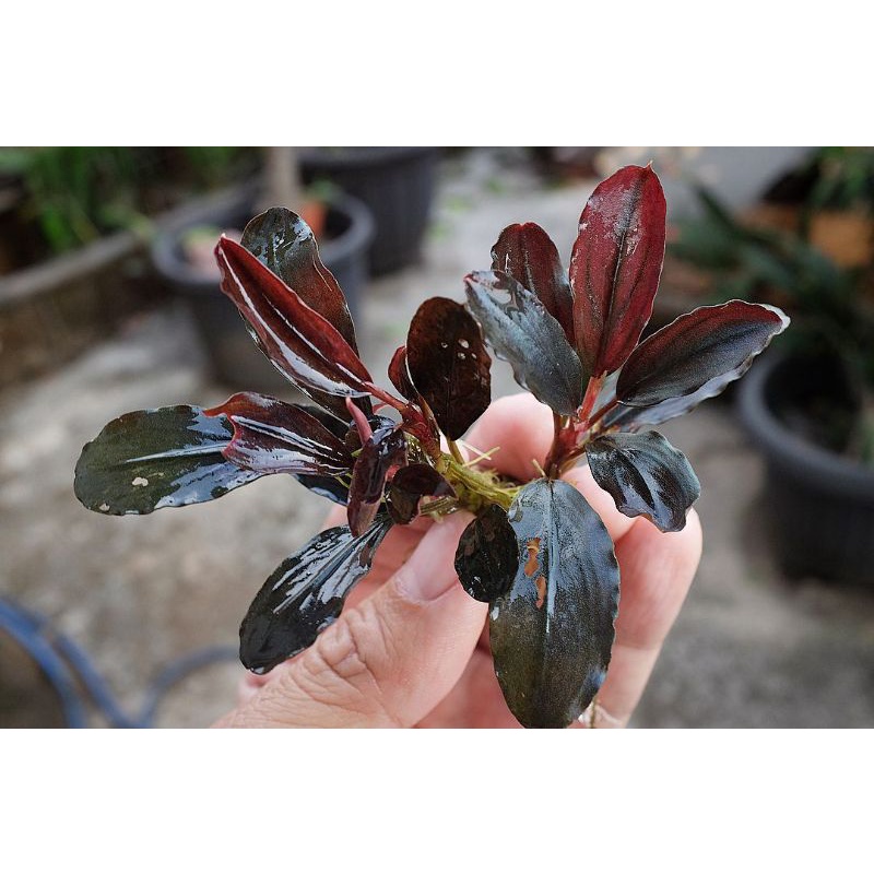 Jual bucep mini helena 1kg | Shopee Indonesia