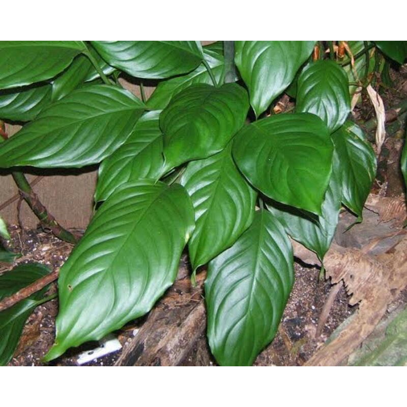 Jual Aglonema Modestum | Shopee Indonesia