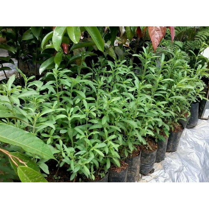 Jual Xx!! Bibit Tanaman Stevia/Daun Pengganti Gula/Daun Manis (Obat ...