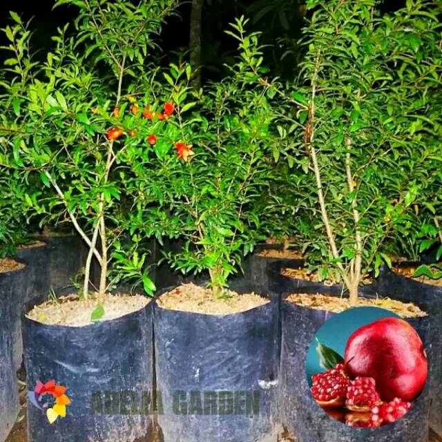 Jual Tanaman delima red ruby spanyol - biji super lunak | Shopee Indonesia